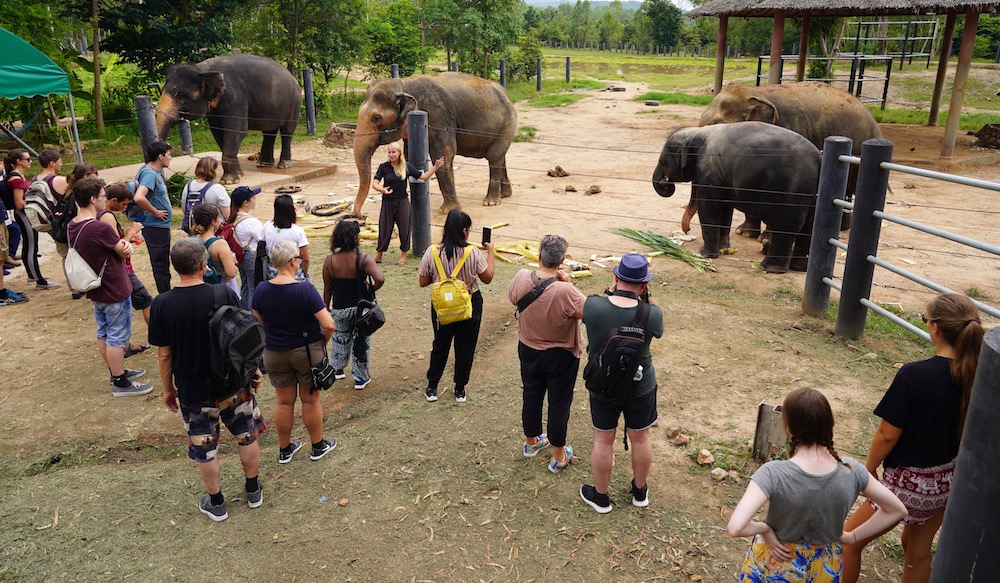 How to Visit and Volunteer at Ethical Elephant Sanctuaries in Thailand