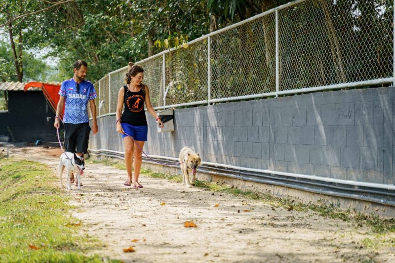 Soi Dog Foundation: Its Heartwarming Story and How You Can Volunteer